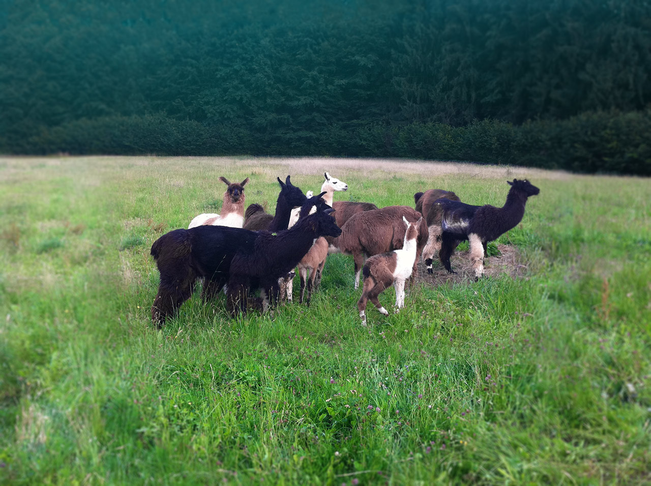 Sonnenhof-Lamas, Wanderungen mit Lamas für Jedermann